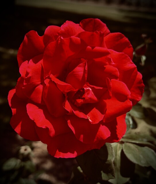 Red | ninniex | Blipfoto