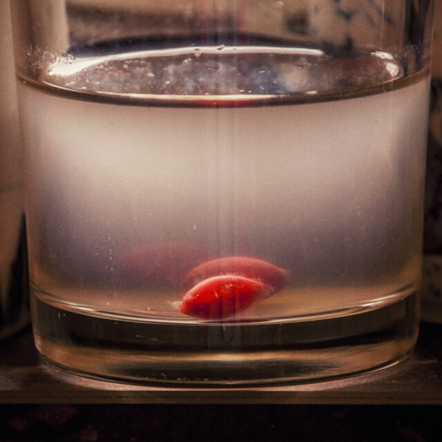 Magnolia seeds in water | Ingeborg | Blipfoto