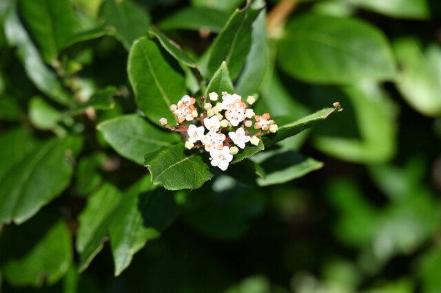 The Viburnum Tinus decided... | IAE | Blipfoto