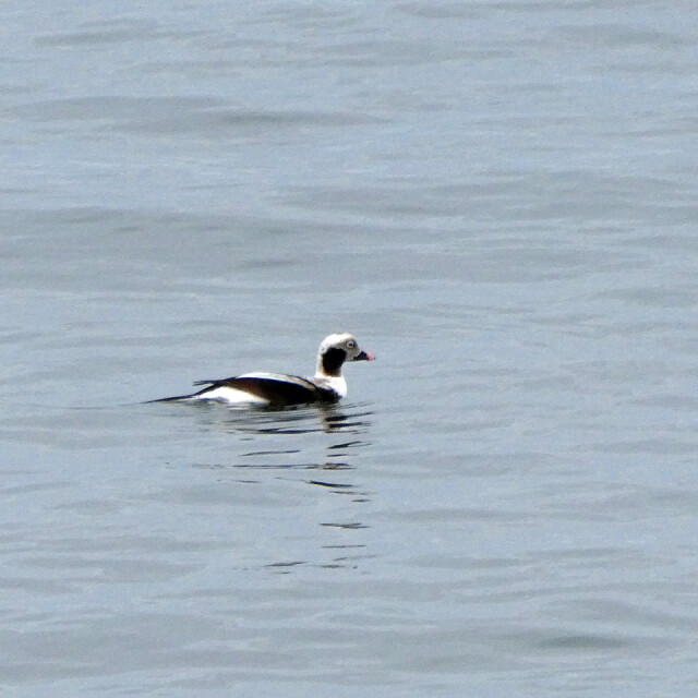 Long-tailed Duck | Apothecary7 | Blipfoto