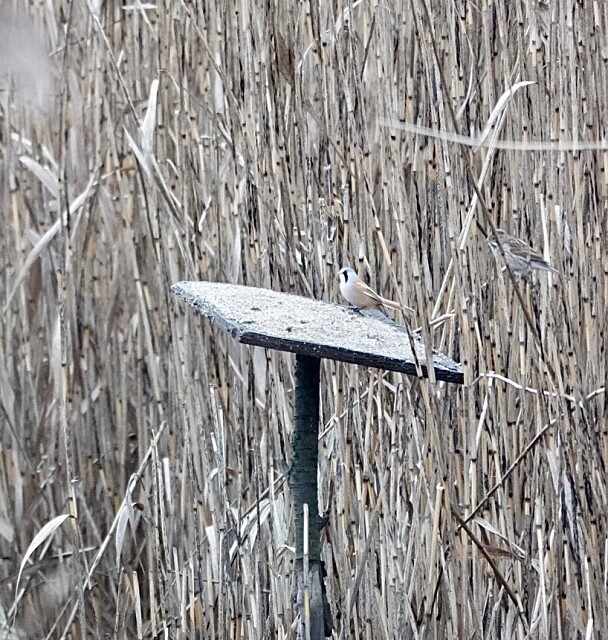 Tay Reedbeds | esiuol | Blipfoto