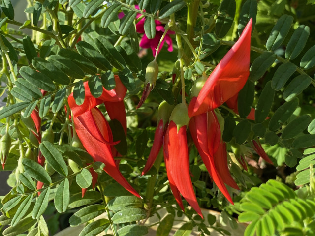 Lobster claw plant | PAR1 | Blipfoto