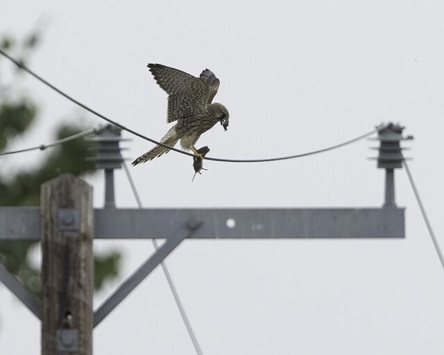 The Catch | Hillyblips | Blipfoto