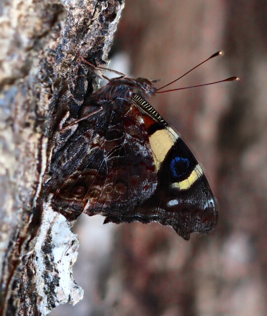 Yellow admiral butterfly | AnnieBelle | Blipfoto