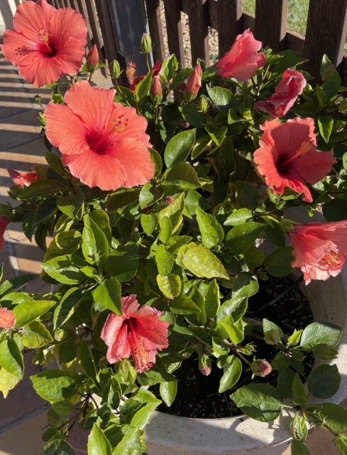 Hibiscus | Elizabethann | Blipfoto