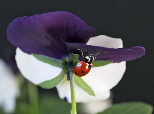 LADYBIRD LADYBIRD FLY AWAY HOME....TT547 | maureen482 | Blipfoto