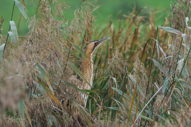 Cryptic | JDO | Blipfoto