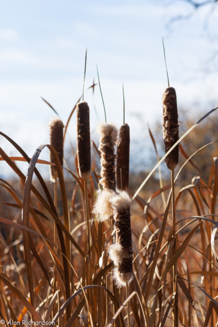 Bulrushes | JohnEdward | Blipfoto
